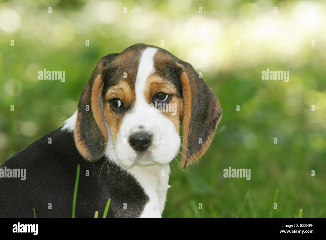 Beagle puppy - portrait Stock Photo - Alamy