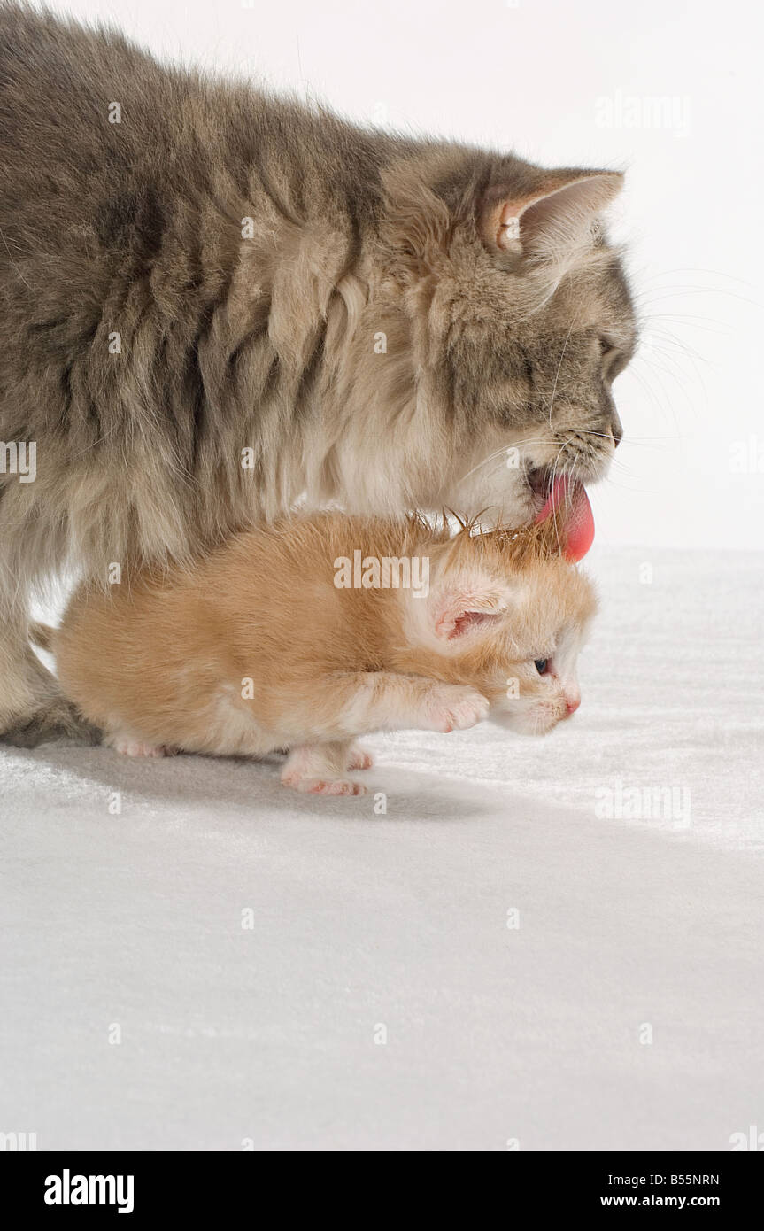 Maine Coon cat preening her kitten (18 days Stock Photo - Alamy