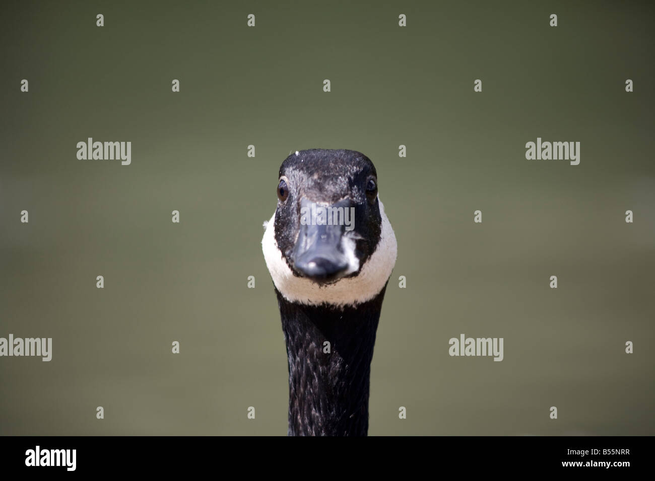 Goose eyes hi-res stock photography and images - Alamy