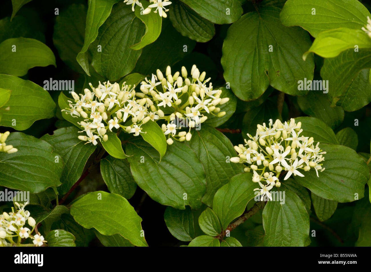 Cornus Sanguinea High Resolution Stock Photography and Images - Alamy