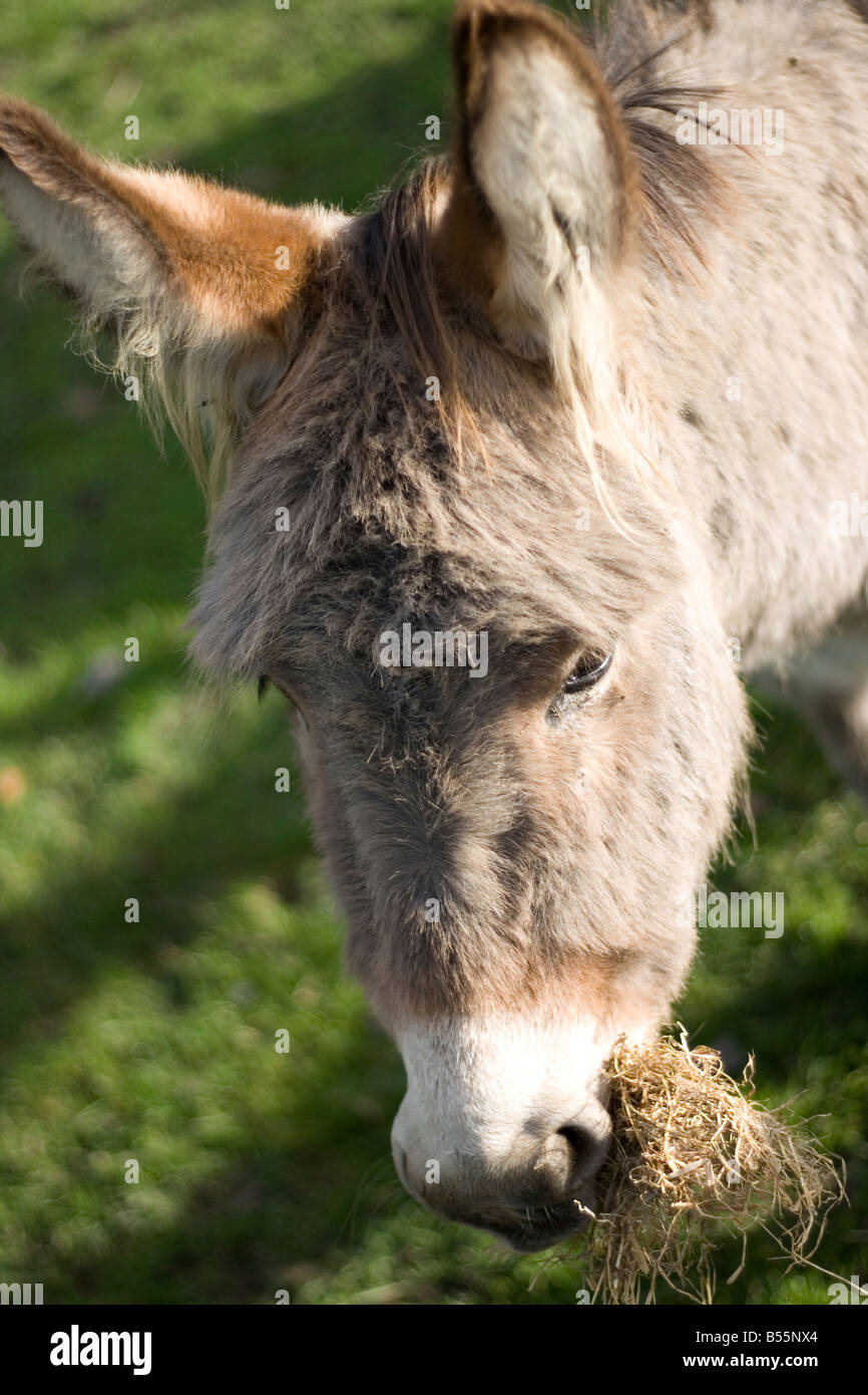 A donkey eating straw Stock Photo - Alamy