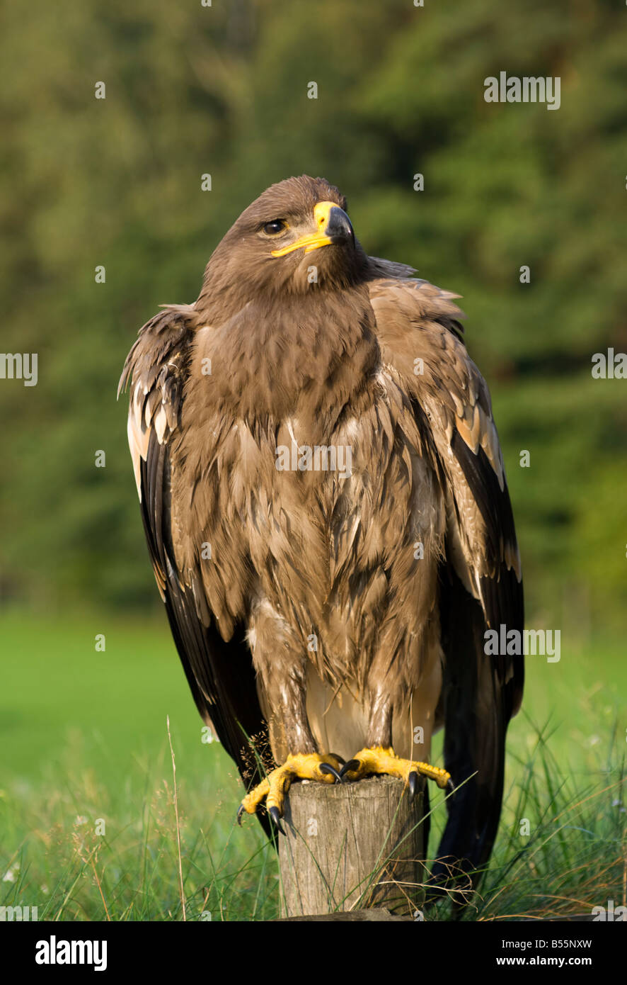 Bird of prey - eagle (family Accipitridae Stock Photo - Alamy