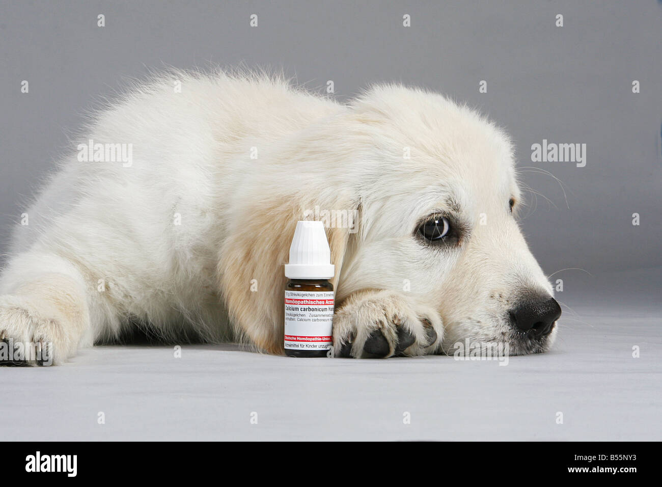 Homeopathy dog hi-res stock photography and images - Alamy