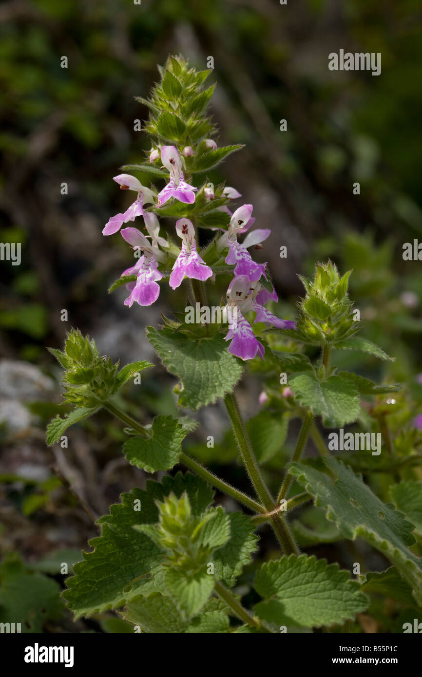 Circinata hi-res stock photography and images - Alamy