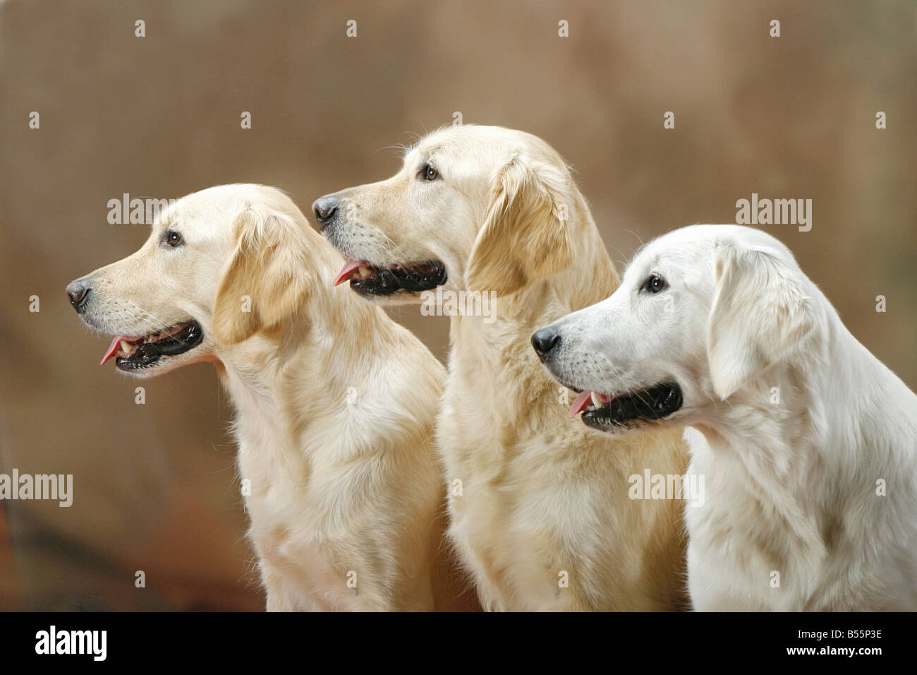 three Golden Retrievers Stock Photo - Alamy