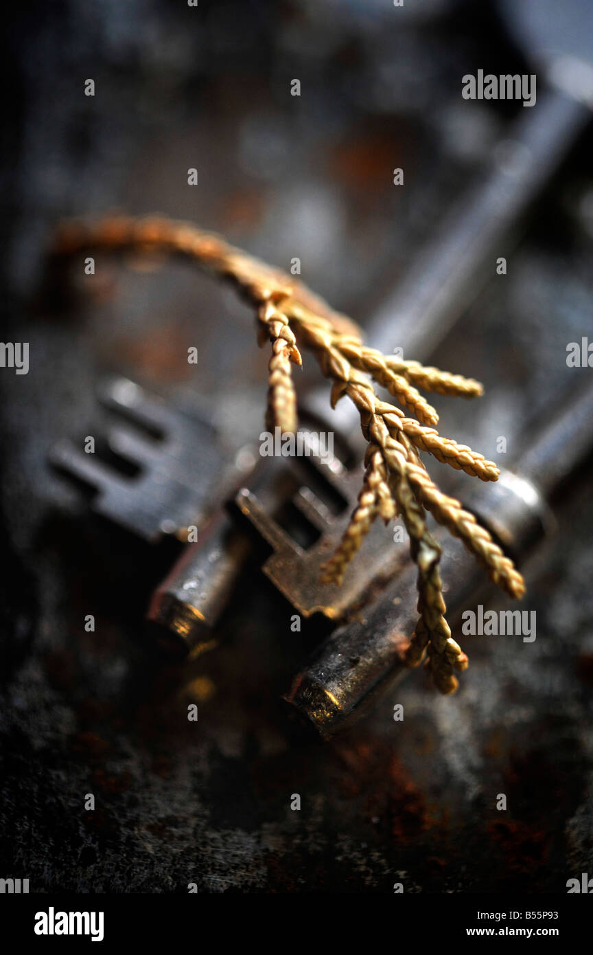 Conifer leaf hi-res stock photography and images - Alamy