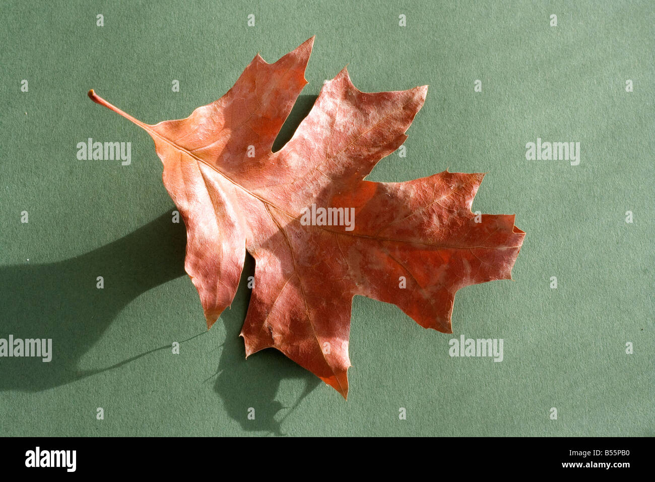 Dried leaf falling hi-res stock photography and images - Alamy