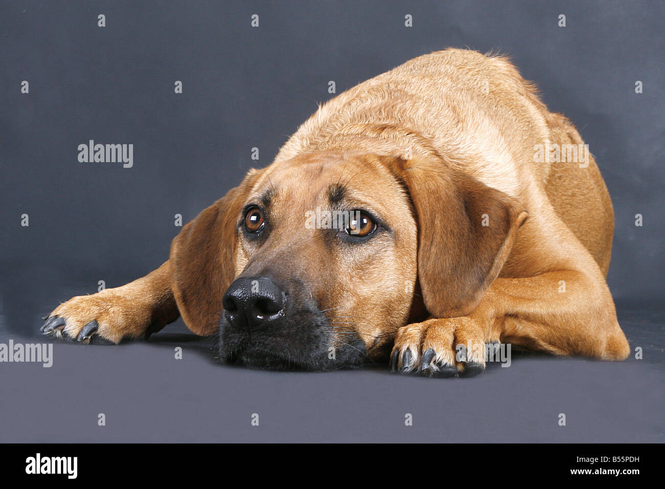 half breed dog - lying - cut out Stock Photo - Alamy