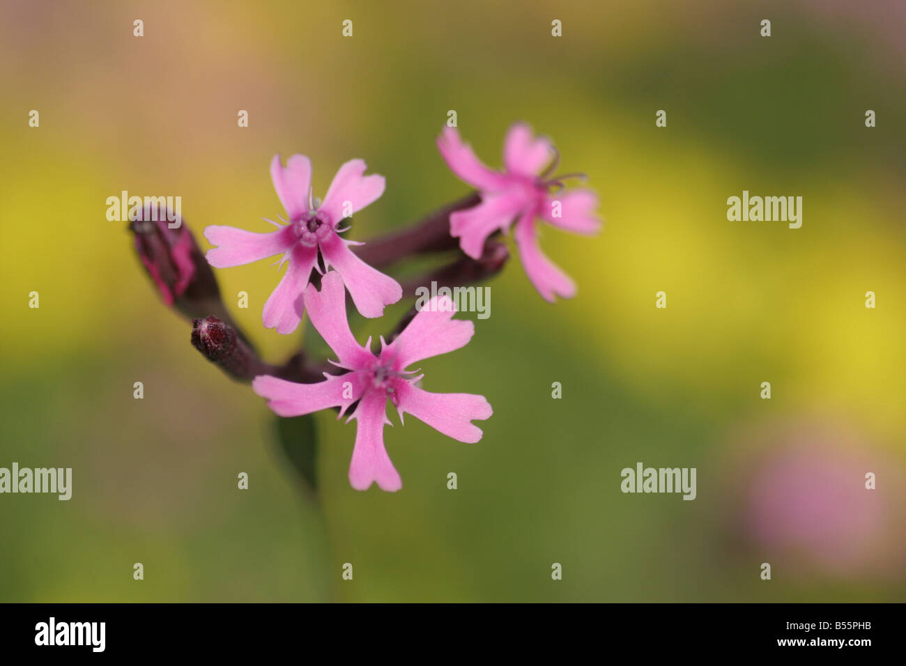Five petalled flowers hi-res stock photography and images - Alamy