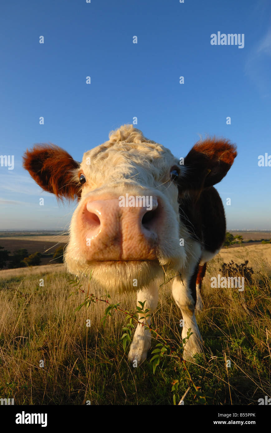 Single cow moo hi-res stock photography and images - Alamy