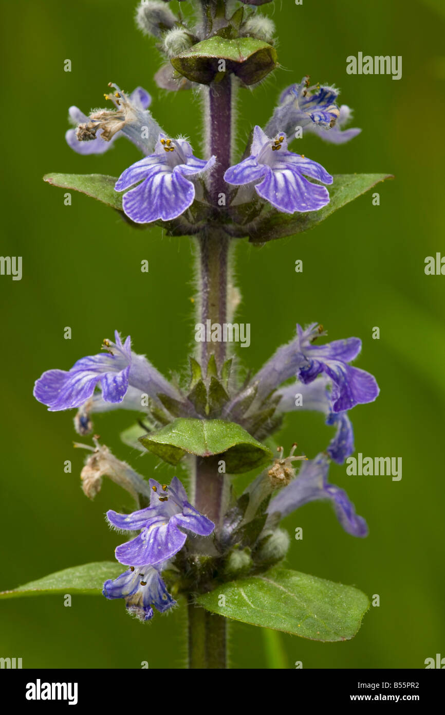 Wildflowers labiate lamiaceae blue hi-res stock photography and images ...