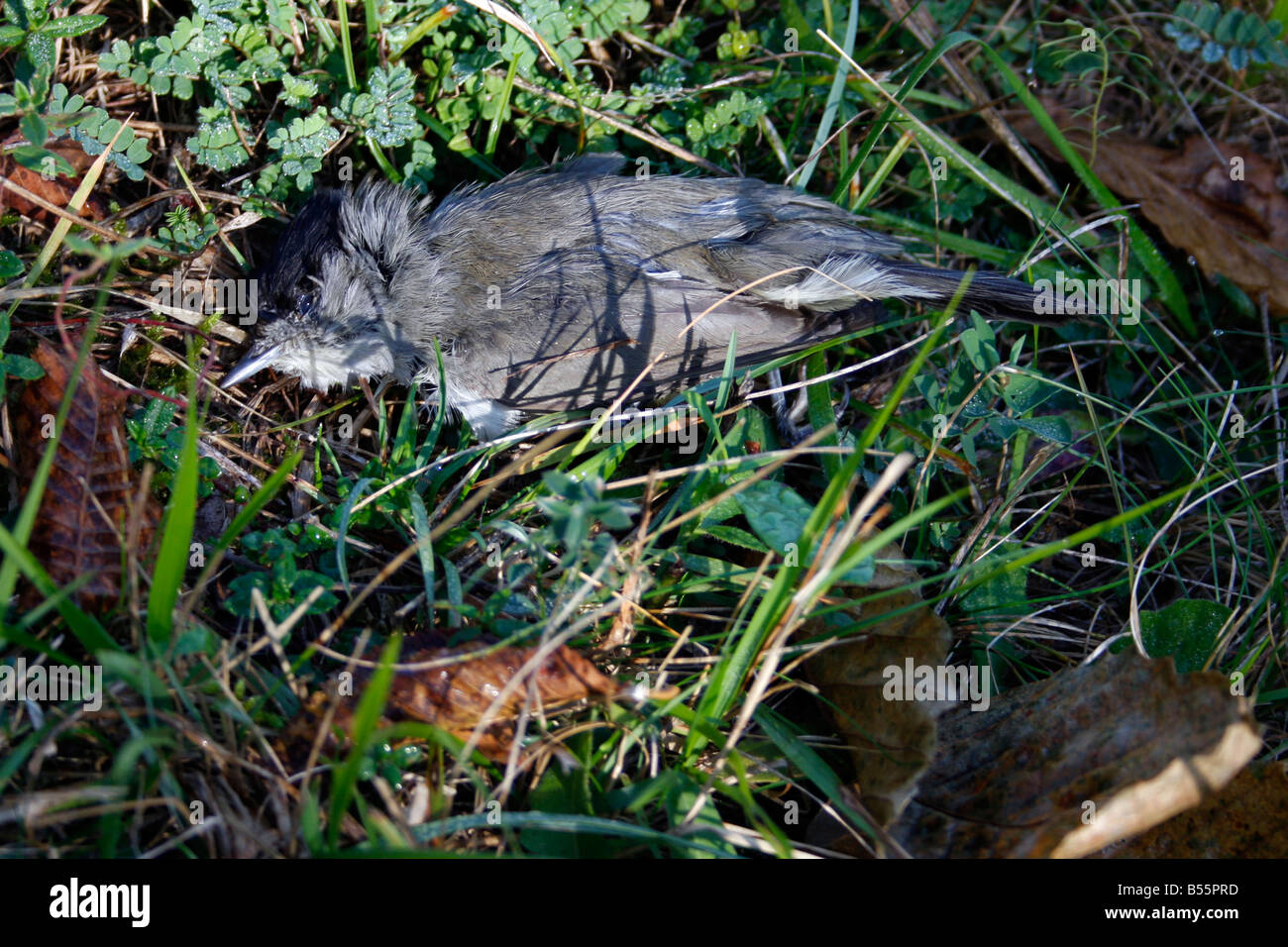 Death of a little bird. Silence. Life cycle. The end. Fauna protection ...