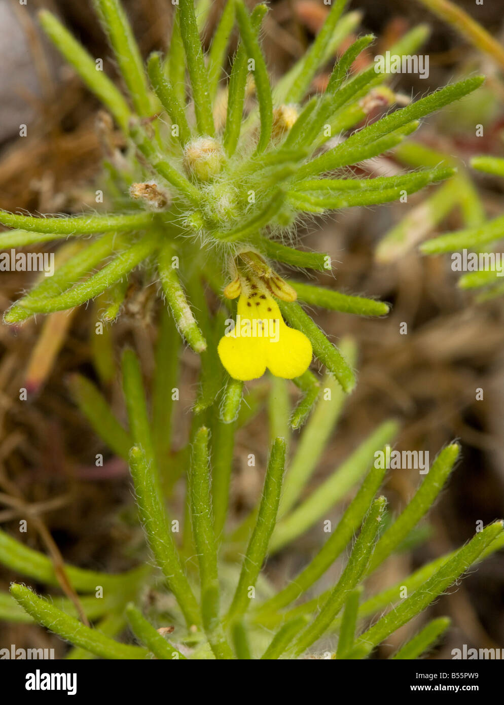 Ground Pine Ajuga chamaepitys very rare cornfield weed in UK Cevennes ...