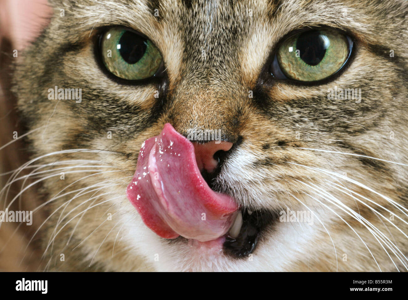 domestic cat - preening itself Stock Photo - Alamy