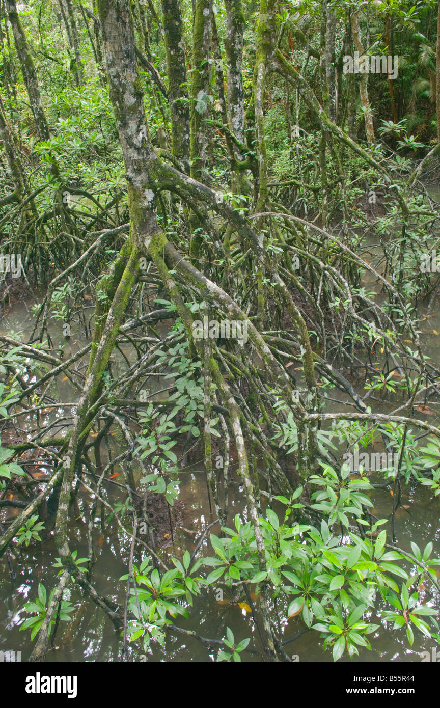 Mangroves in Similajau National Park nr Bintulu Sarawak Malaysia Stock ...