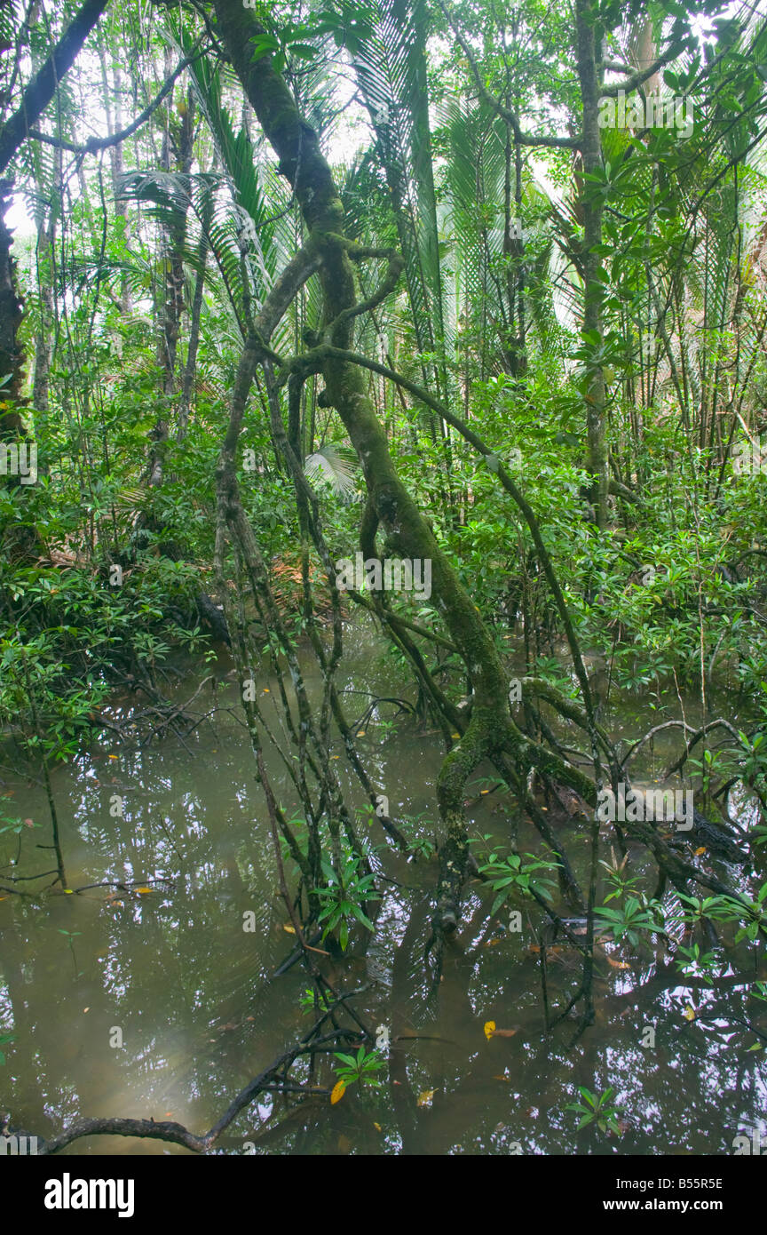 Mangroves in Similajau National Park nr Bintulu Sarawak Malaysia Stock ...