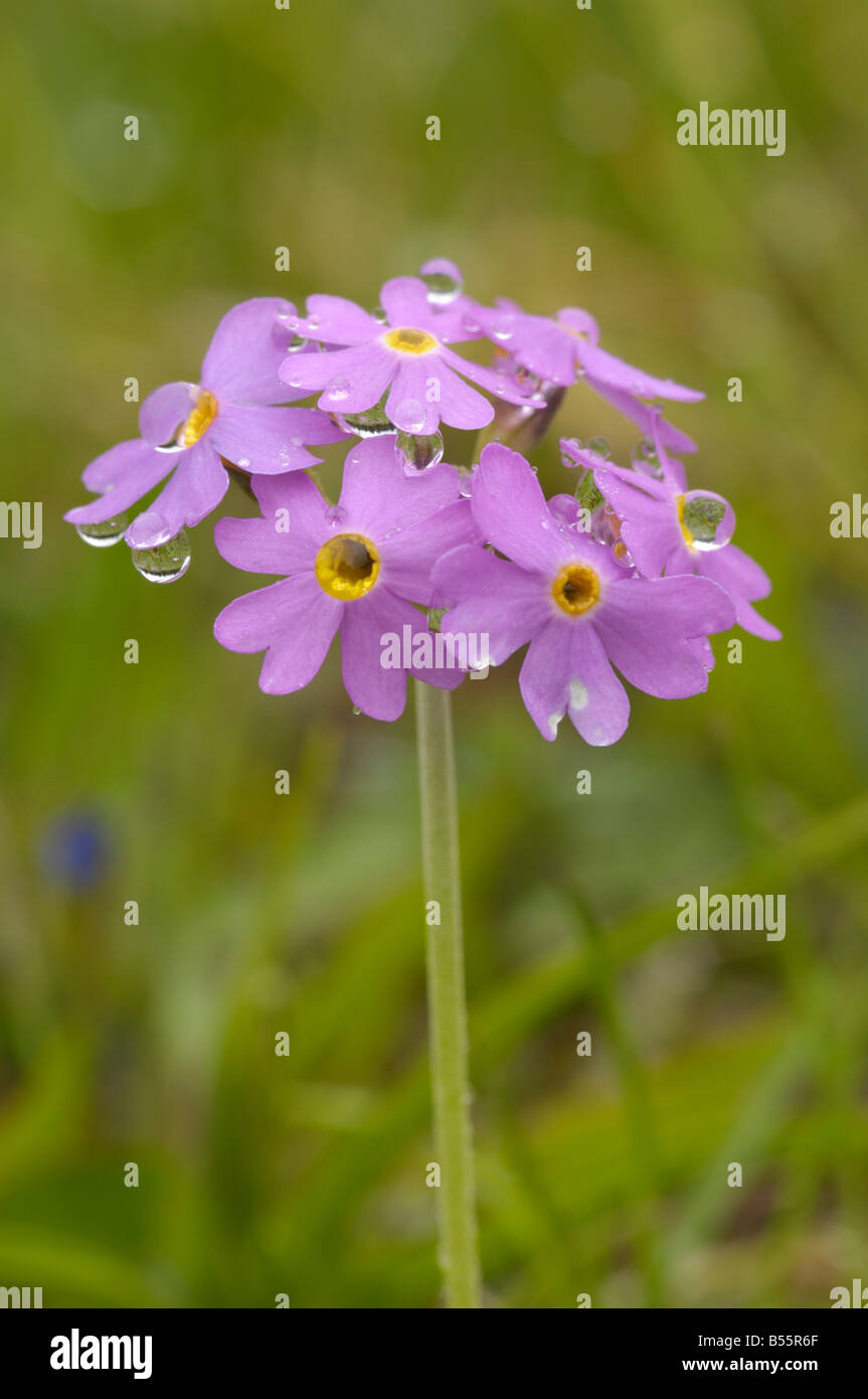 Bird's-eye primrose, primula farinosa, alpine wild flower, Dolomites ...