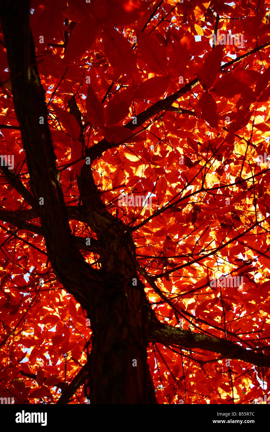 Bright Red Acer Leaves Stock Photo - Alamy