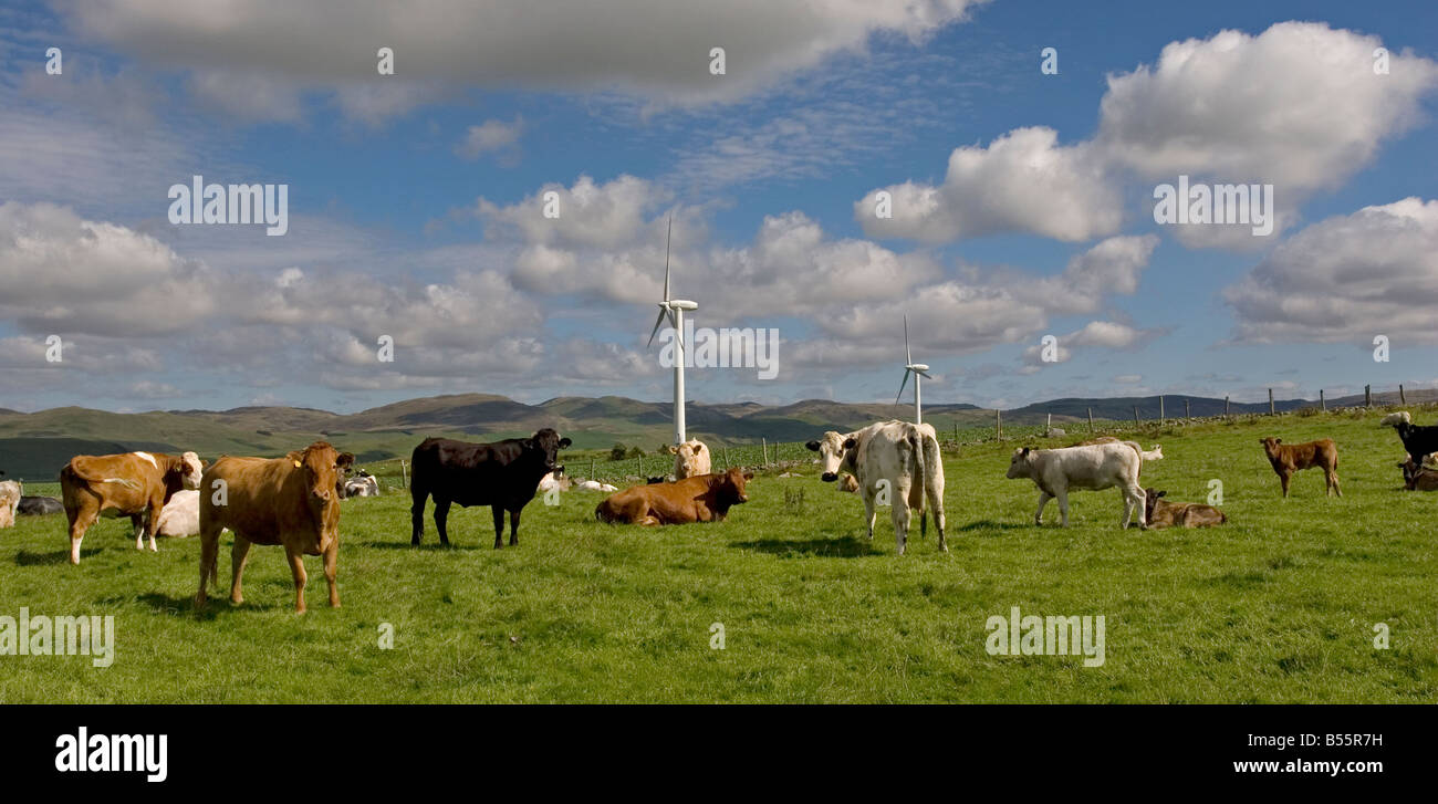 Cattle grazing on Mynydd Gorddu Wind Farm near Talybont Ceredigion ...