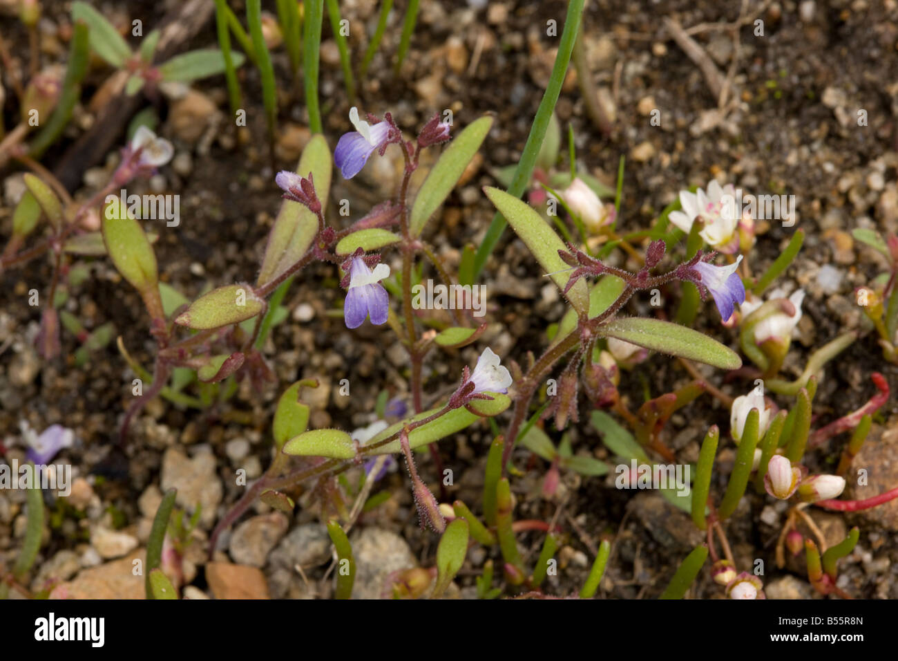 Small flowered blue eyed mary Collinsia parviflora near Winnemucca Lake ...