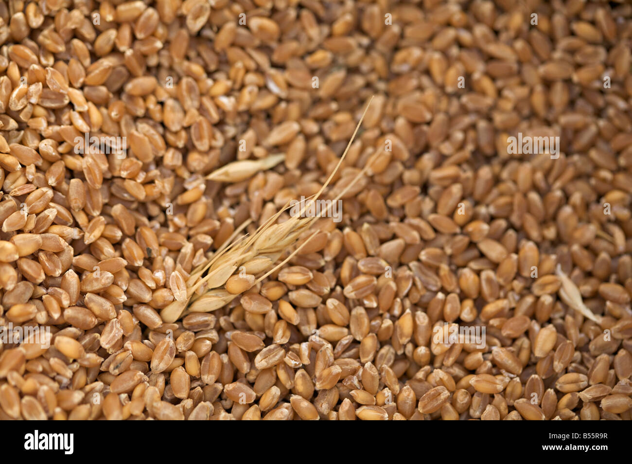 Harvest threshed threshing hi-res stock photography and images - Alamy