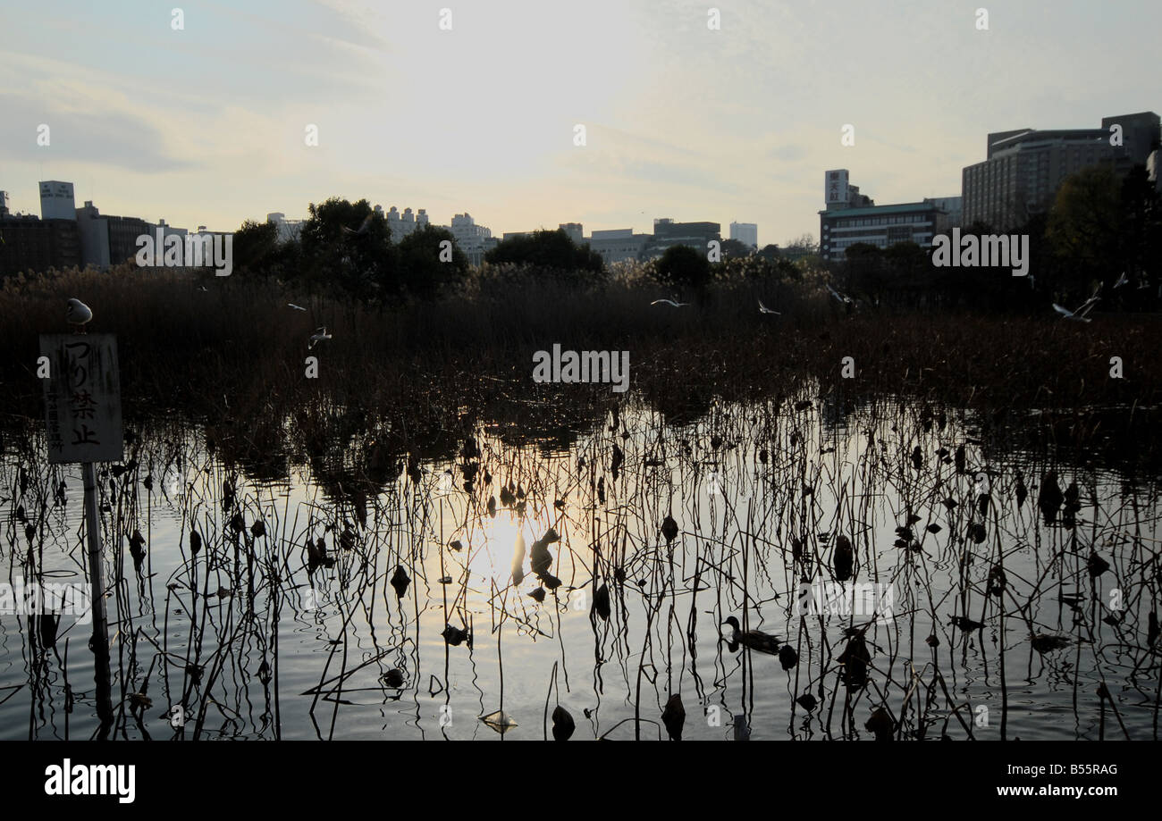 Tokyo reflection contrast hi-res stock photography and images - Alamy