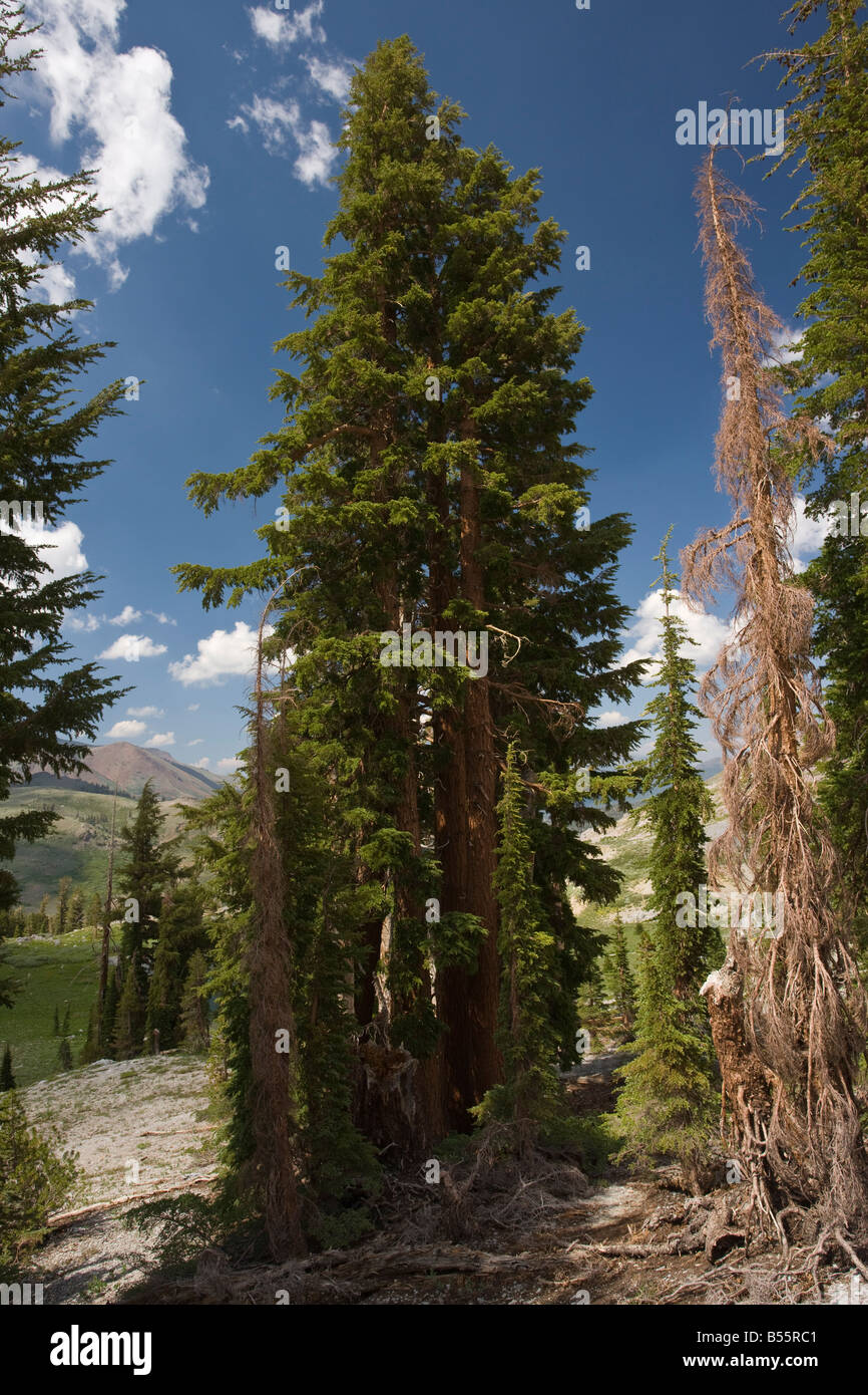 Silvertip fir hi-res stock photography and images - Alamy