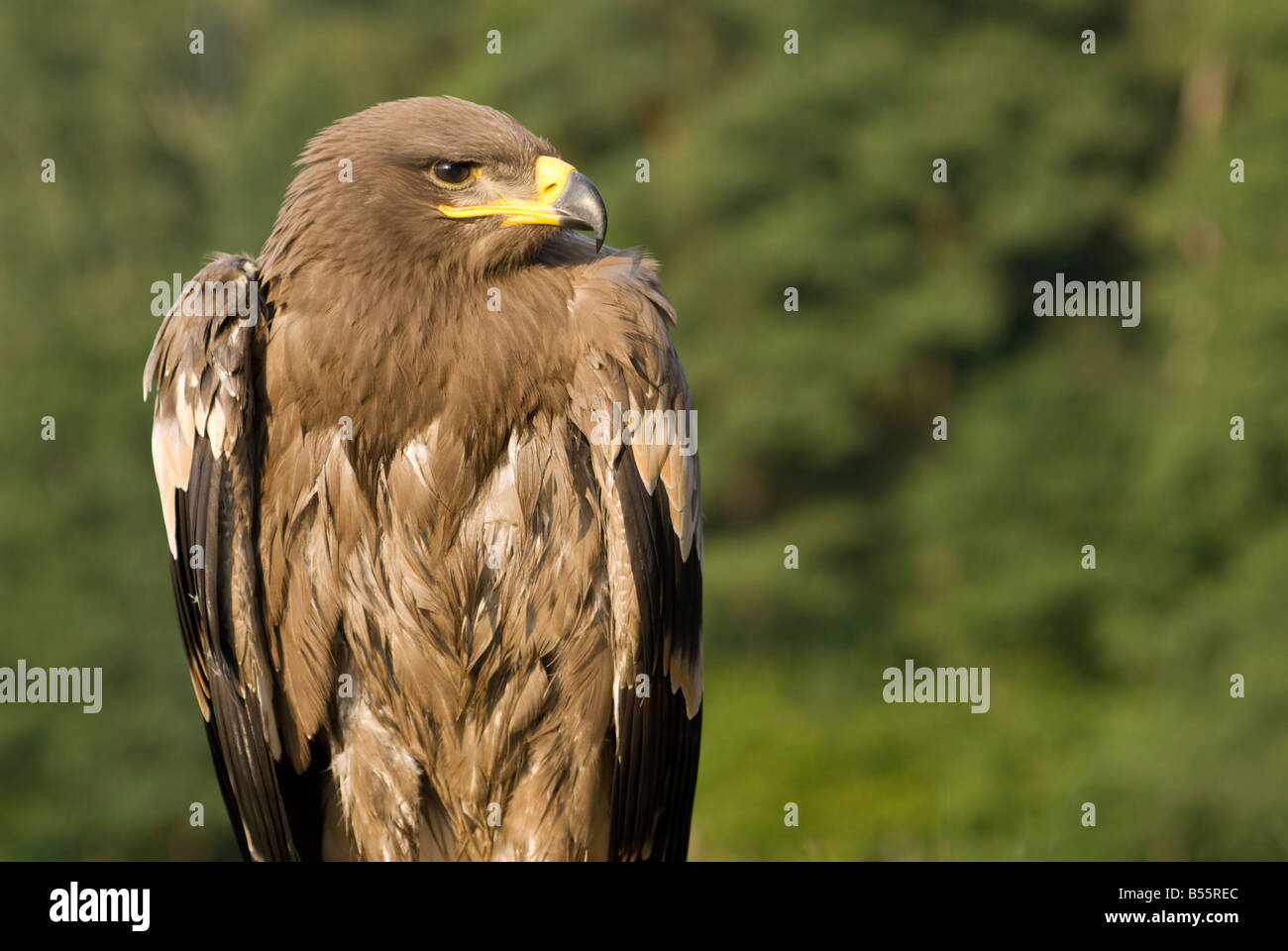 Bird of prey - eagle (family Accipitridae Stock Photo - Alamy
