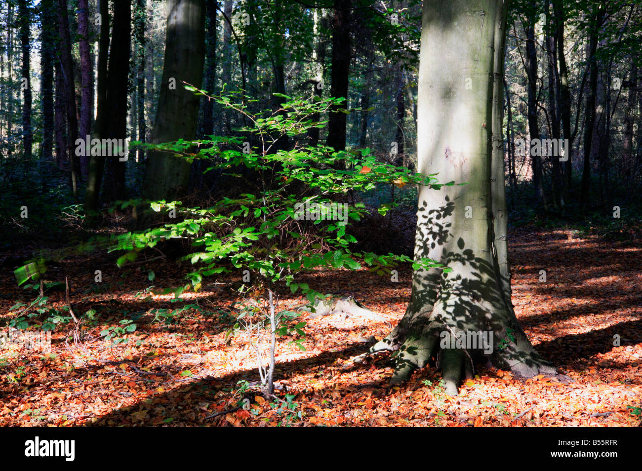 Beech trees fagus sylvatica norfolk hi-res stock photography and images ...