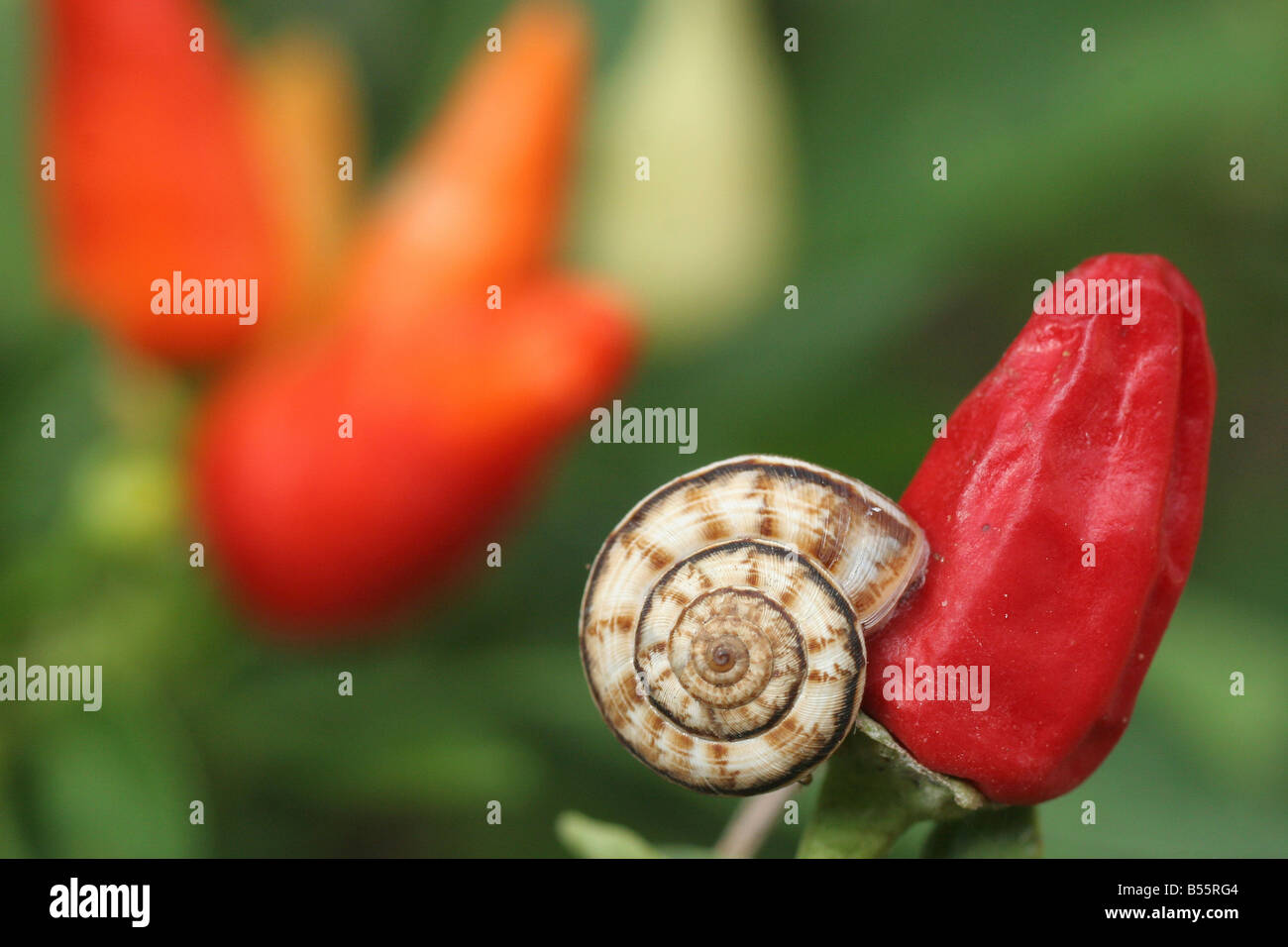 White garden snail hi-res stock photography and images - Alamy