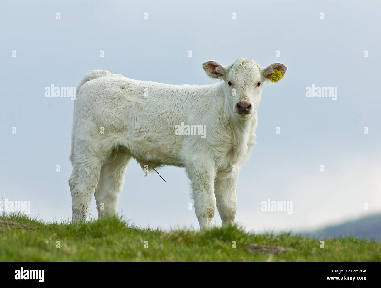 Calf alone hi-res stock photography and images - Alamy