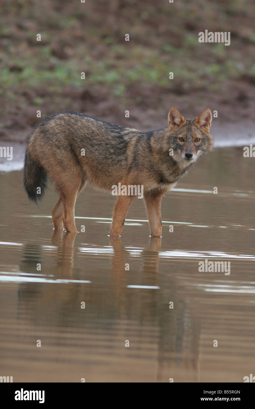 Golden Jackal Canis aureus also called the Asiatic Oriental or Common ...