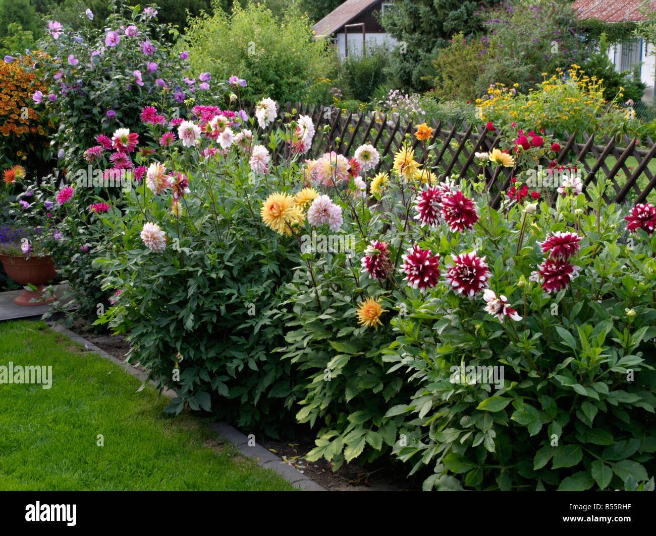 Dahlia border hi-res stock photography and images - Alamy