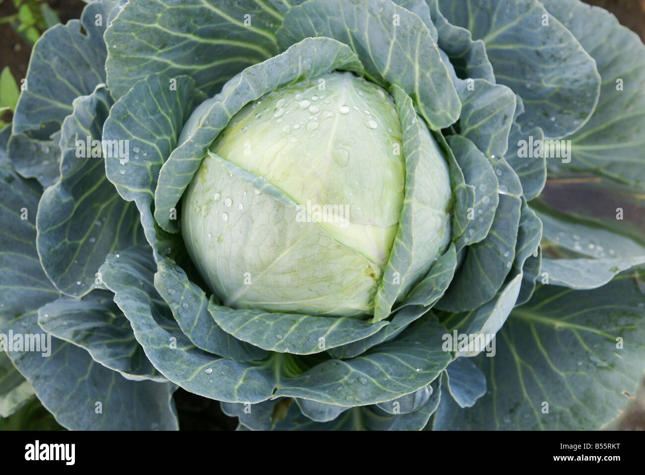 White cabbage in the field hi-res stock photography and images - Alamy
