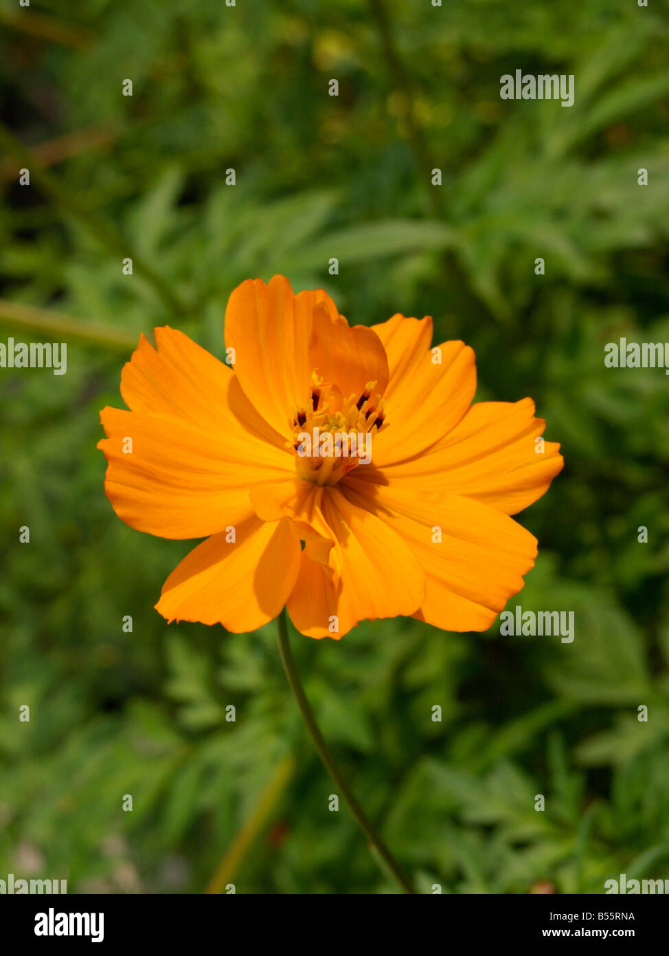 Yellow cosmos (Cosmos sulphureus Stock Photo - Alamy