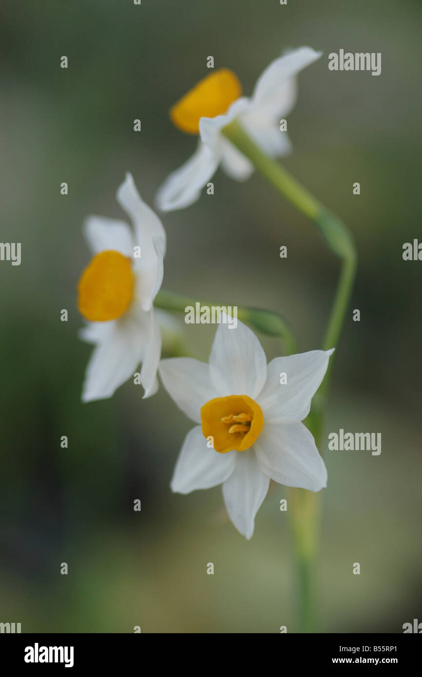 Narcissus tazetta Chinese Sacred Lily Israel winter Stock Photo - Alamy