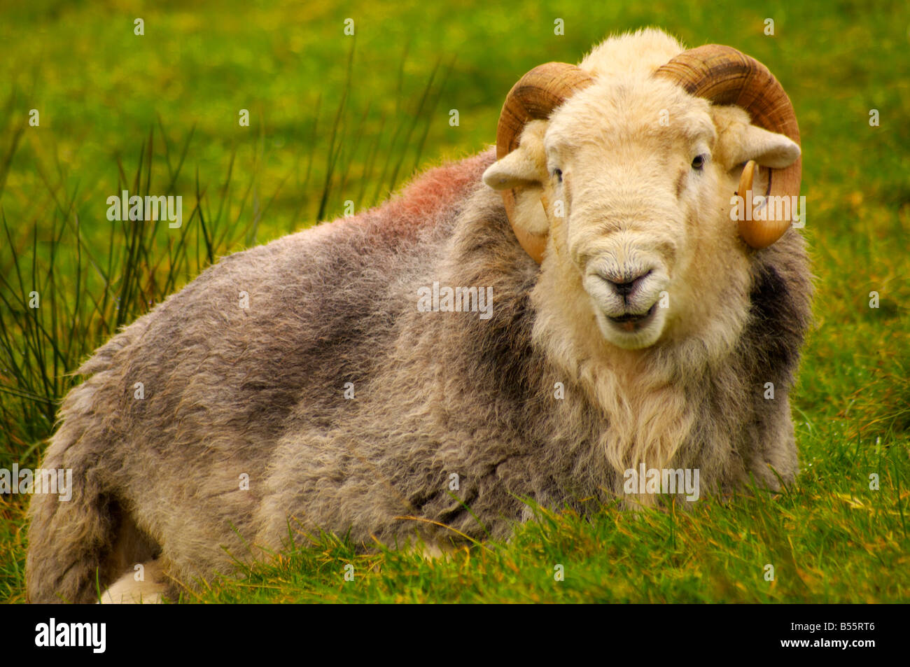 Herdwick sheep at Buttermere in the Lake District Cumbria UK Stock ...