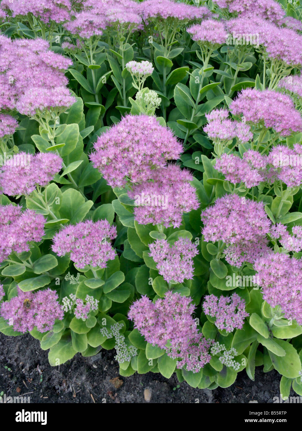 Orpine (Sedum telephium syn. Hylotelephium telephium Stock Photo - Alamy Orpine (Sedum telephium syn. Hylotelephium telephium Stock Photo - Alamy