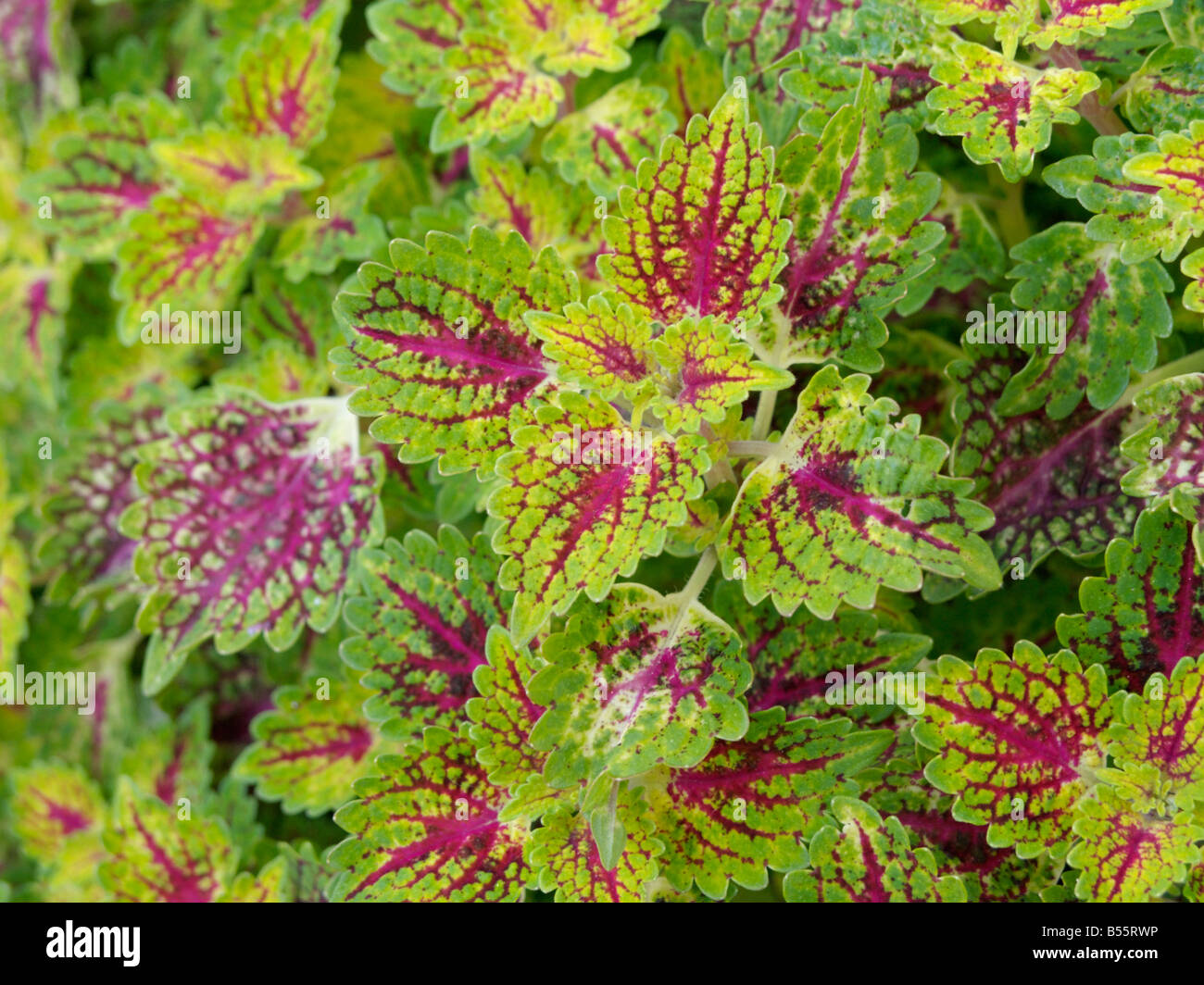 Coleus (Solenostemon scutellarioides syn. Coleus blumei Stock Photo - Alamy
