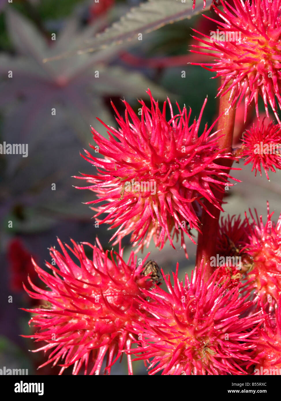 Castor oil plant hi-res stock photography and images - Alamy