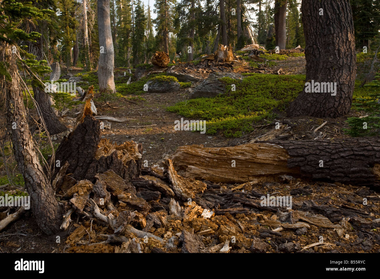 Ancient red fir (Abies magnifica) and pine forest, with abundant fallen ...