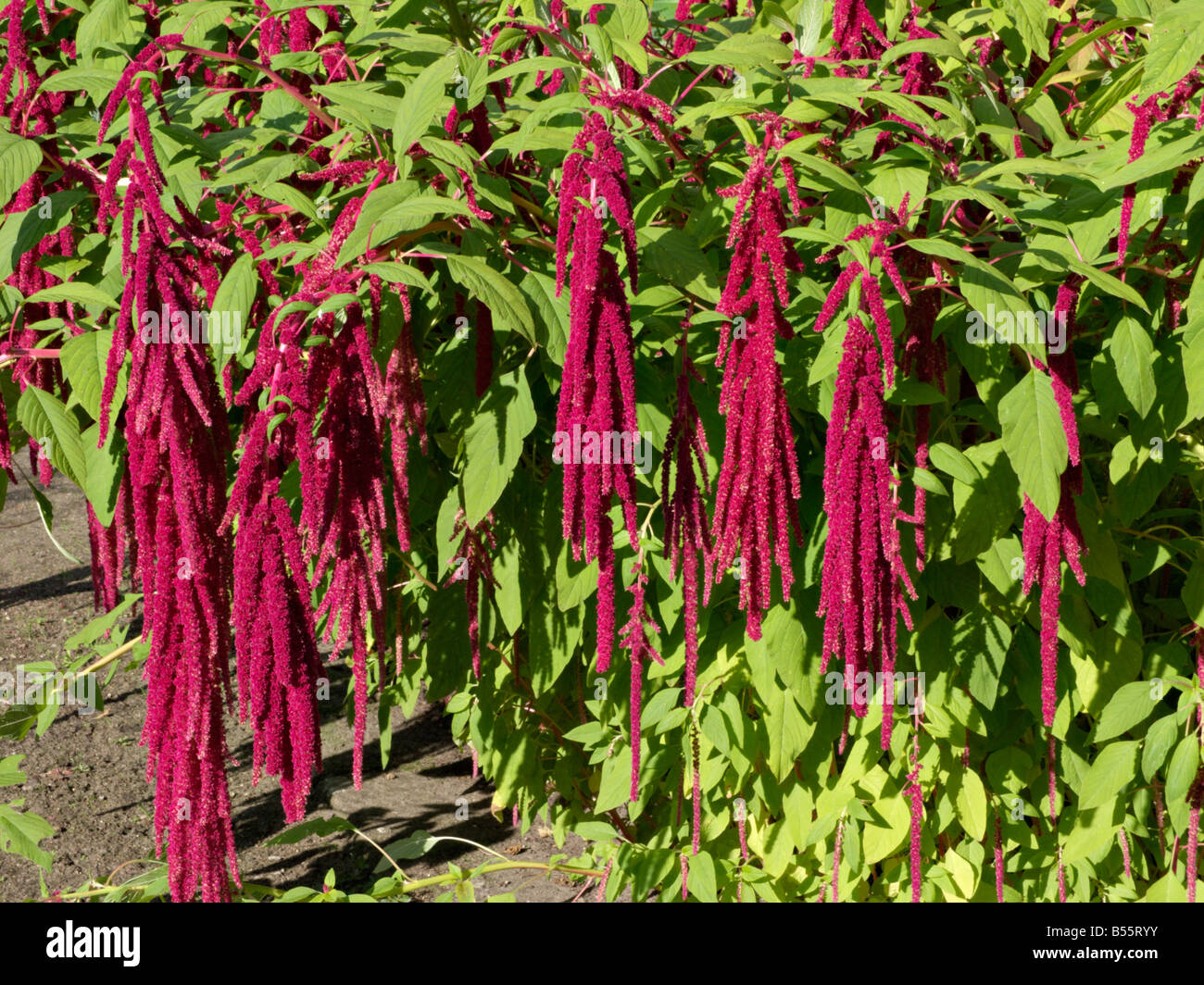 Love lies bleeding (Amaranthus caudatus Stock Photo - Alamy
