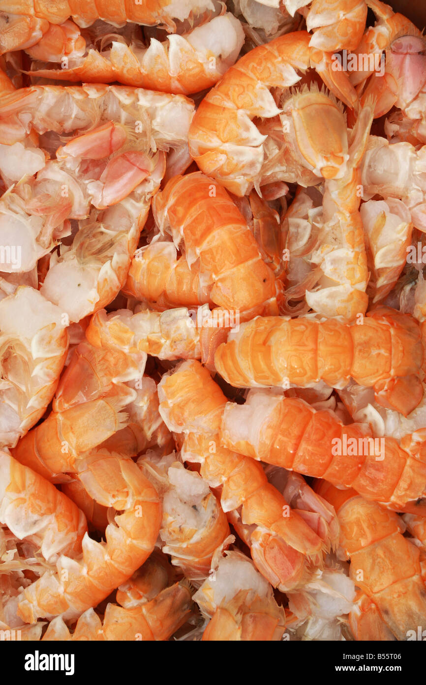 Raw uncooked lobster tails great for backgrounds and seafood images ...