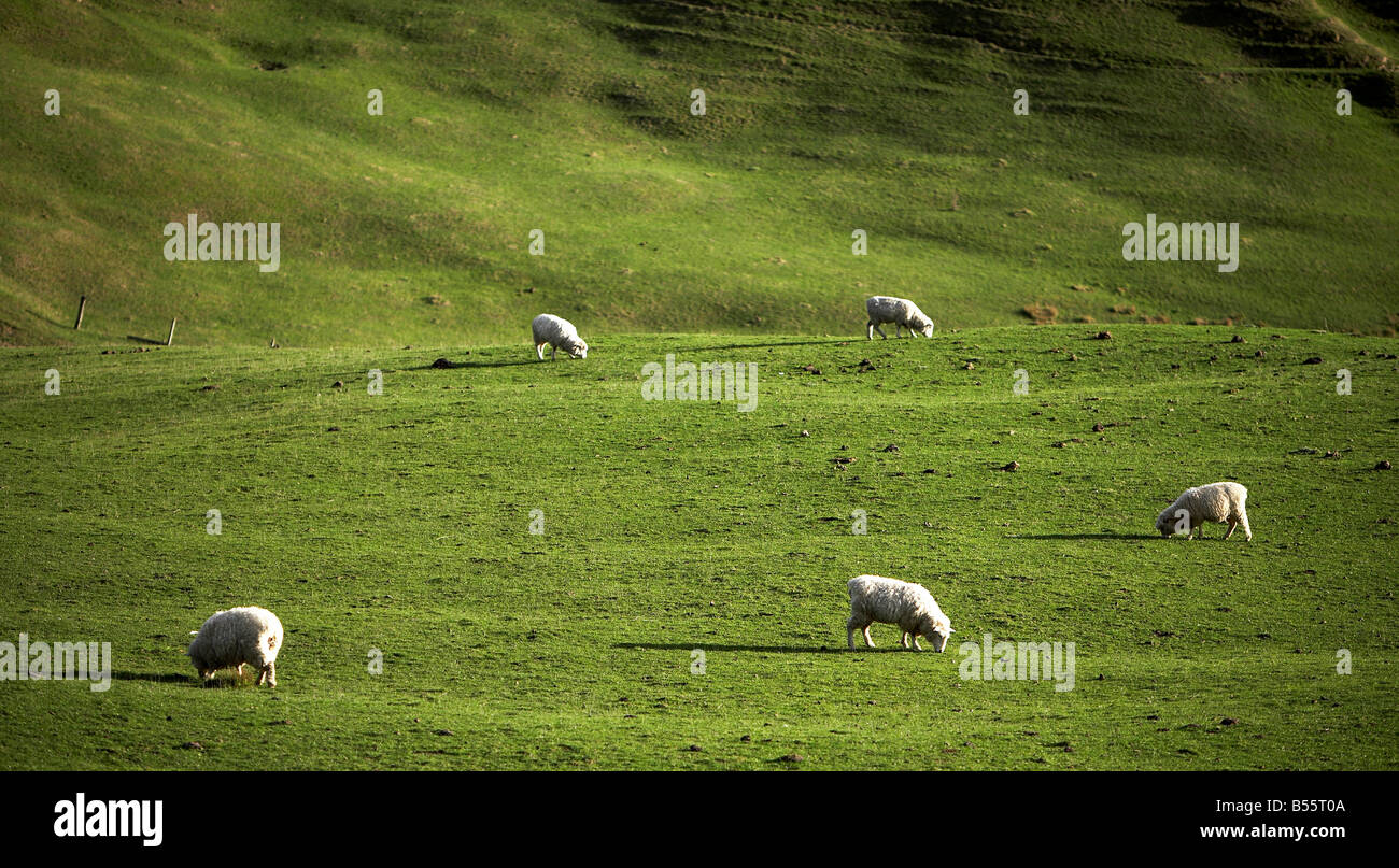 Sheep grazing in open pasture Stock Photo - Alamy