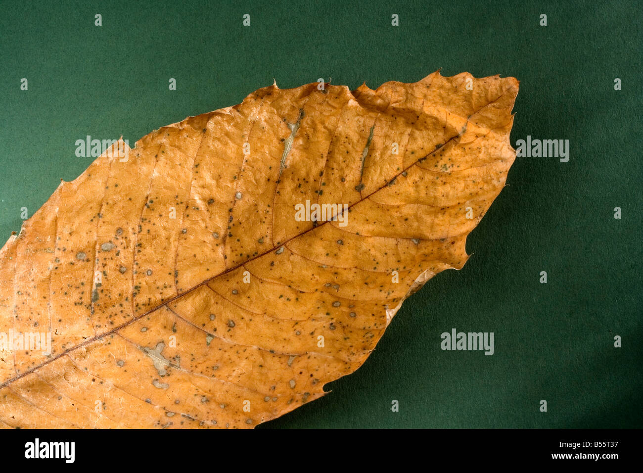 A dried leaf Stock Photo - Alamy