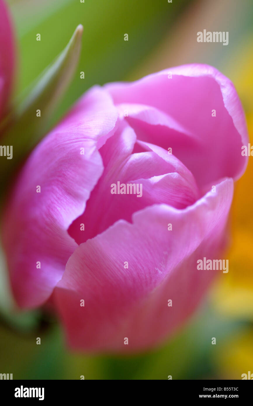Pink tulip flower (Tulipa genus) close up Stock Photo - Alamy