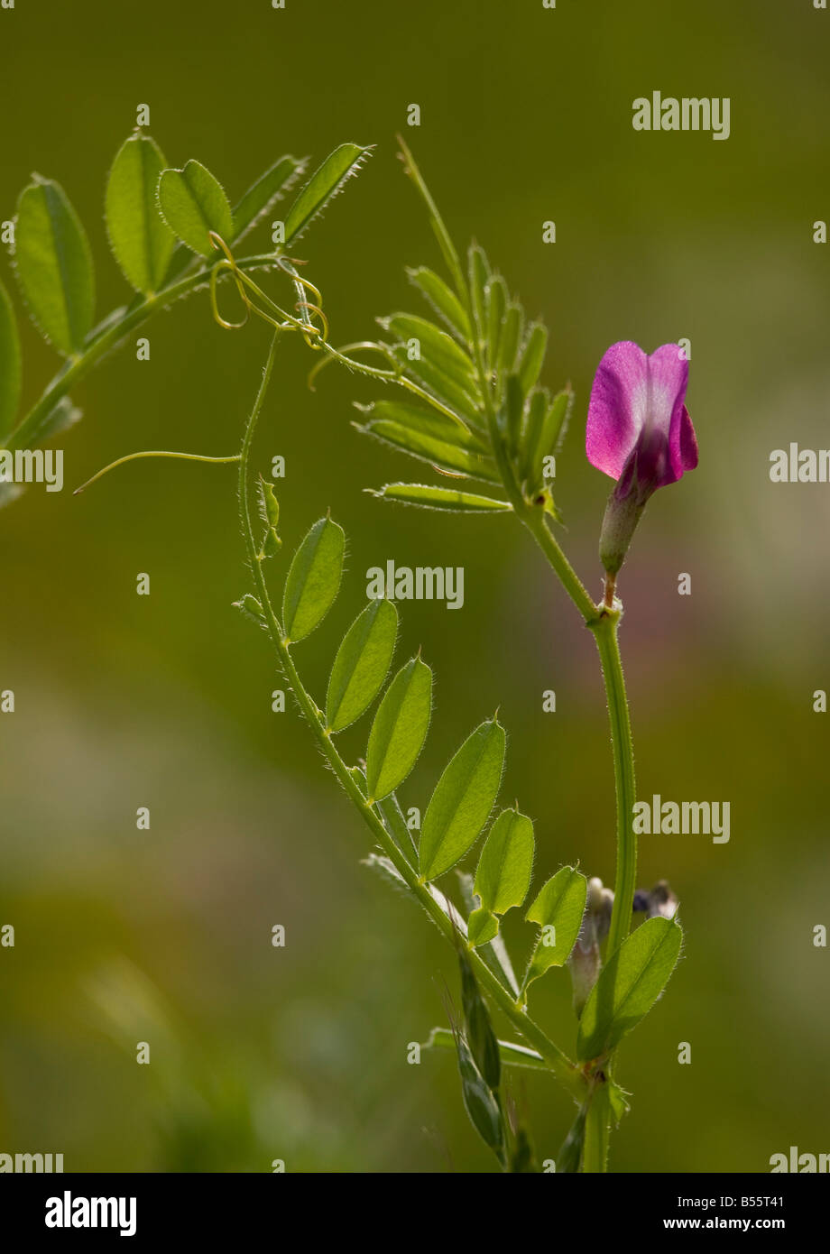 Common vetch Vicia sativa ssp segetalis in meadow France Stock Photo ...