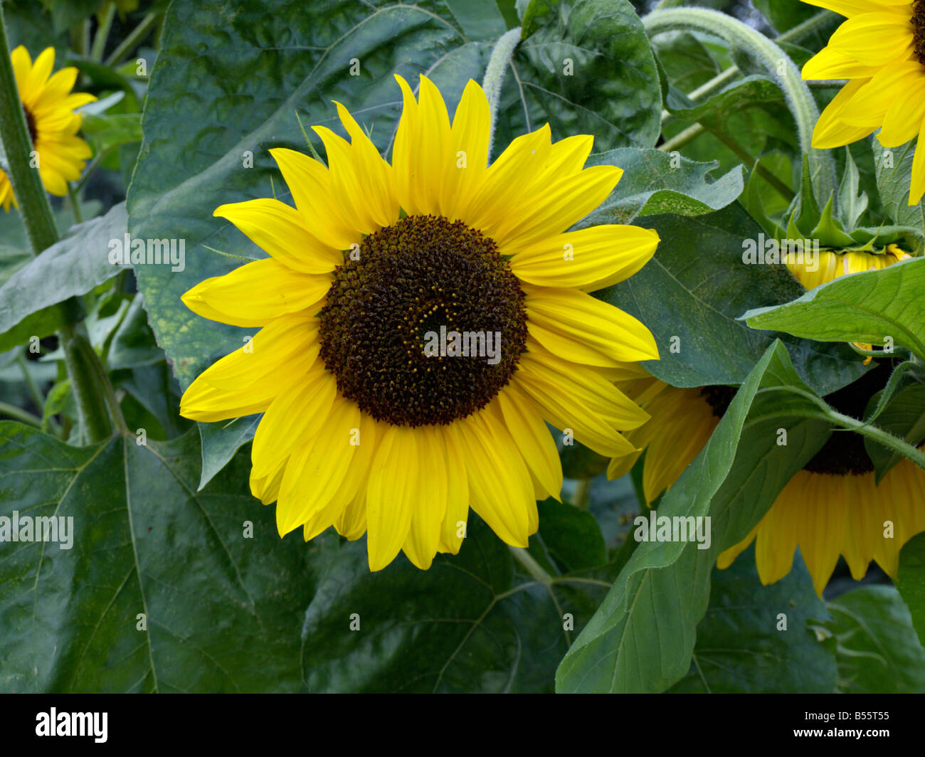 Common sunflower (Helianthus annuus Stock Photo - Alamy