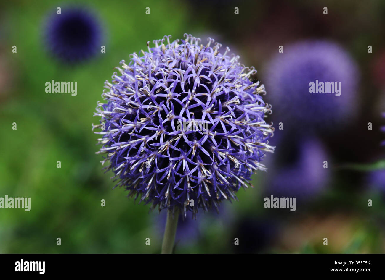 Echinops ritro globe thistle hi-res stock photography and images - Alamy