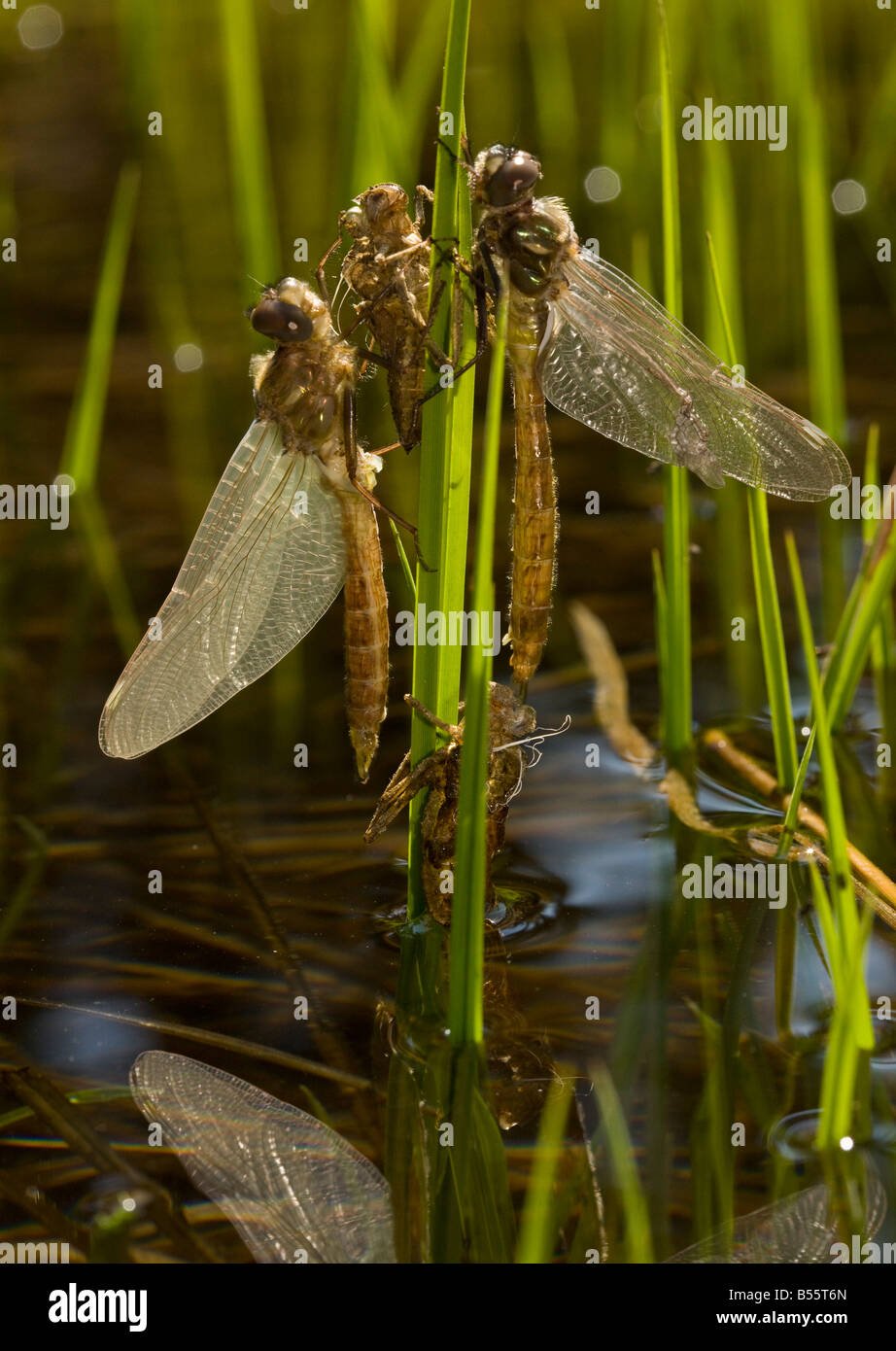 Nymphal hi-res stock photography and images - Alamy